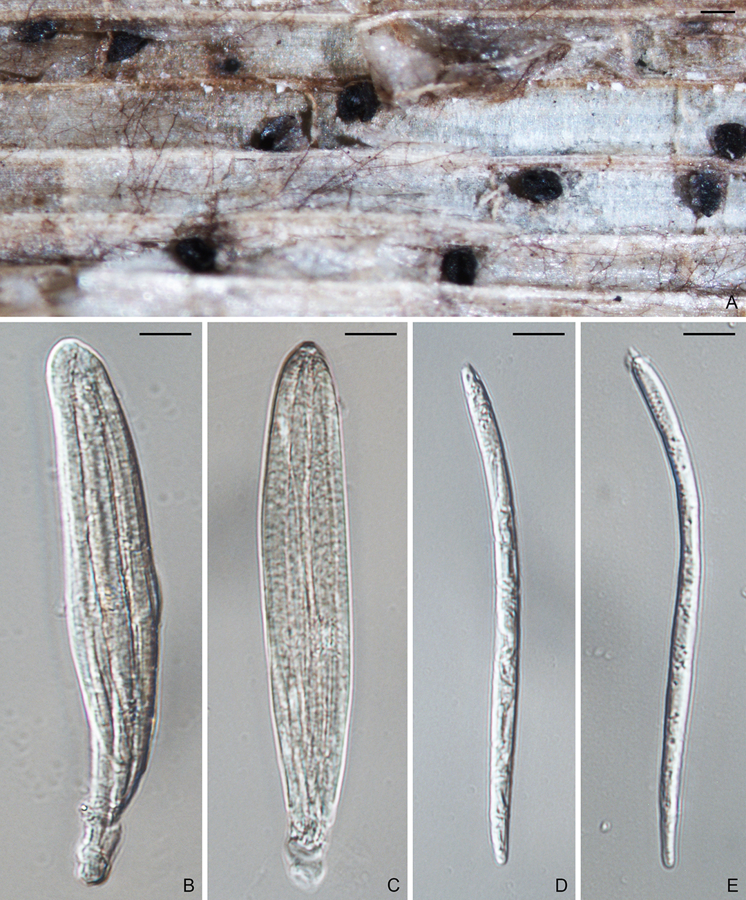 Gaeumannomyces oryzinus - An E-monograph of the Fungal Order ...