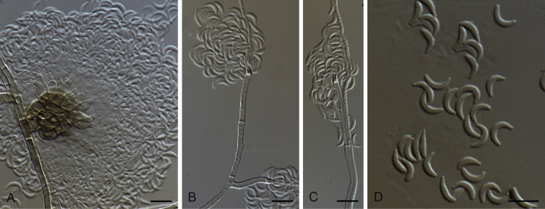 Gaeumannomyces graminis - The Rice Blast Fungus and Allied Species: A ...