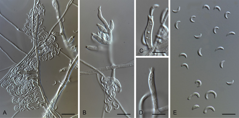 Gaeumannomyces setariicola - The Rice Blast Fungus and Allied Species ...