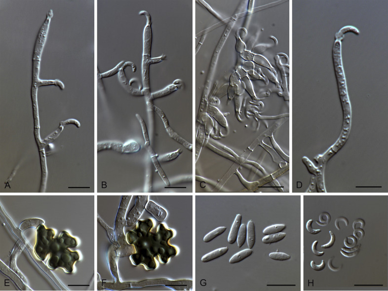 Gaeumannomyces walkeri - The Rice Blast Fungus and Allied Species: A ...