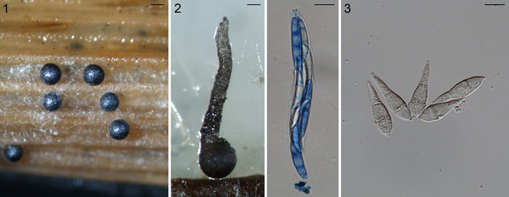 Blog - An E-monograph of the Fungal Order Magnaporthales: Taxonomy ...